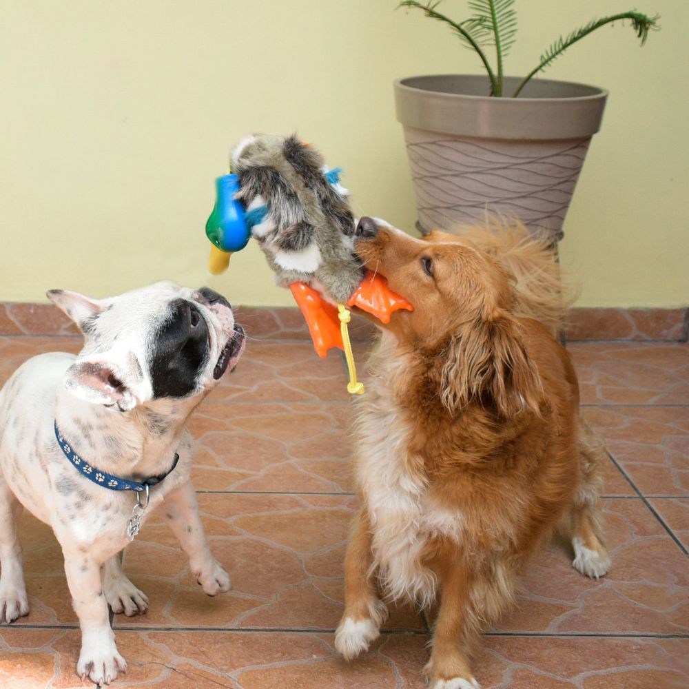 Juguete para Perros Atrapa al Pato Real - Promart