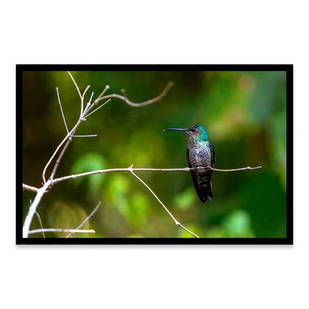 Cuadro Colibrí Moyobambino 120x80 Papel de Algodón Marco Negro - Promart