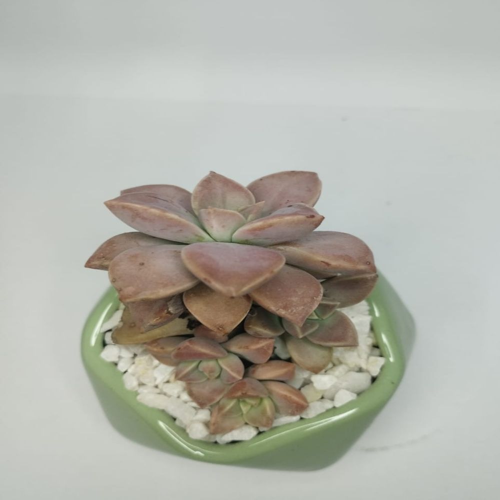 Mi Hermosa Suculenta - Promart