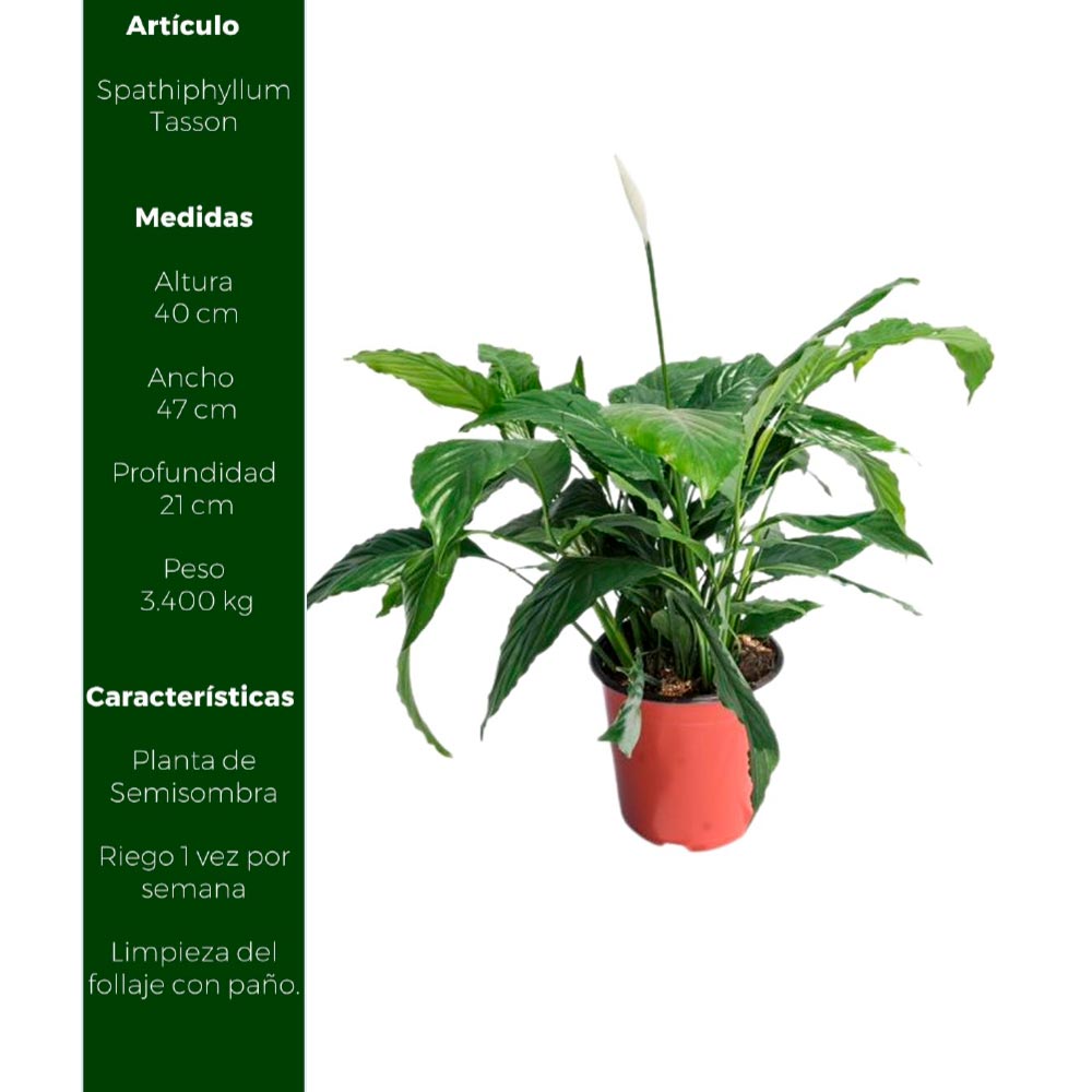 Planta Spatifilium Tasson 4Estaciones - Promart