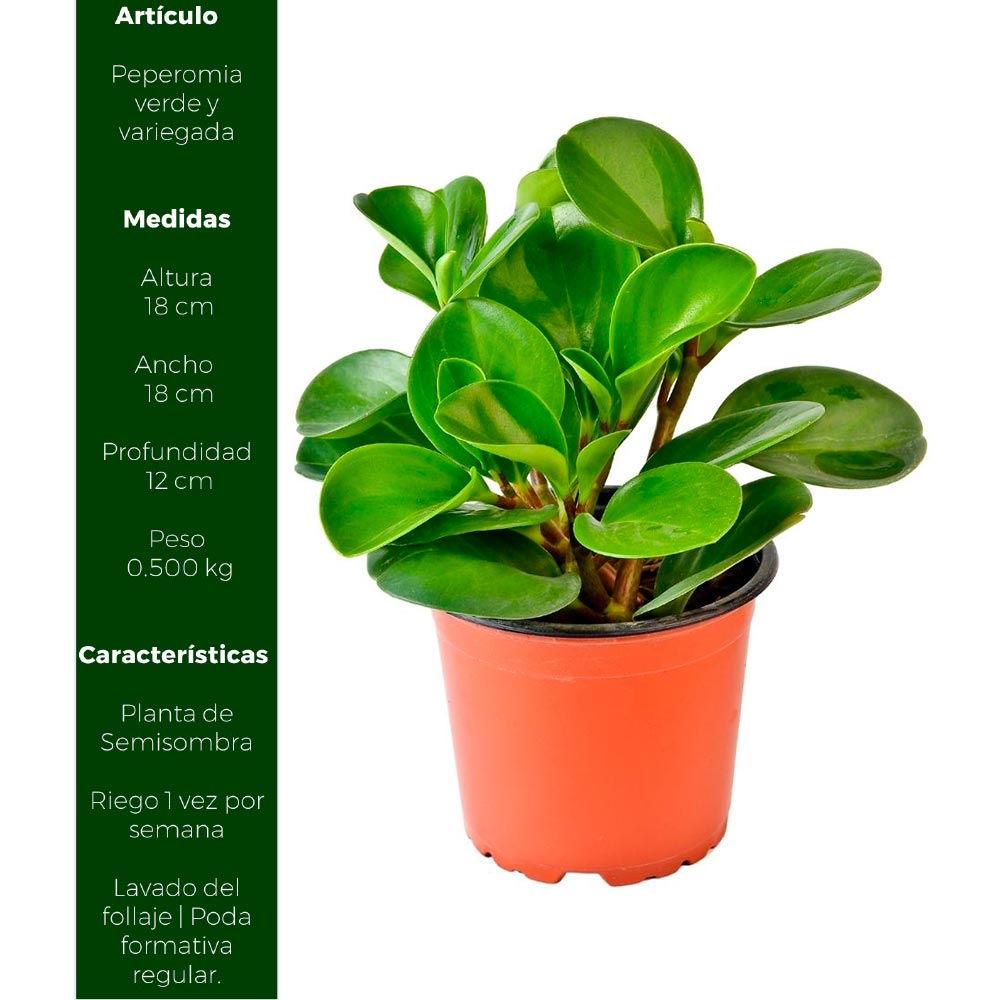 Planta Peperomia Verde y Variegada 4Estaciones - Promart