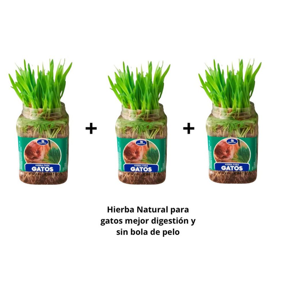 Pack 3 Hierba natural para gatos mejor digestión previene bola pelos ...